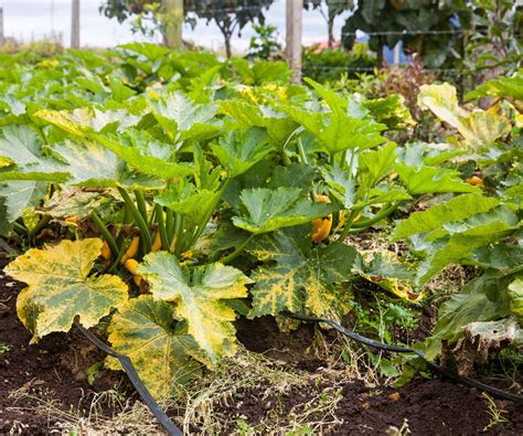Why Is My Zucchini Plant Turning Yellow Homes And Gardens