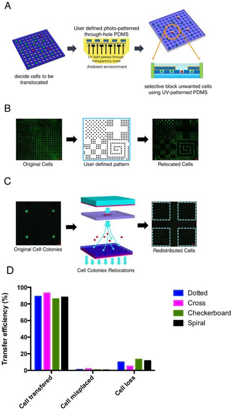 Figure 2 From A Single Cell Translocation And Secretion Assay Transsea