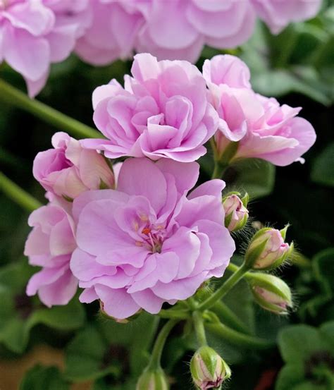 Geranium Planting Guide Royal Lavender Ivy Geranium