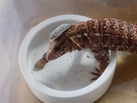 The Roach Hat R Tegu