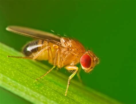 Common Fruit Fly Drosophila Melanogaster Biochemtech Ipm