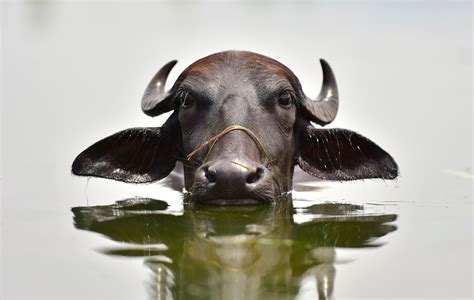 Pictures Of A Water Buffalo