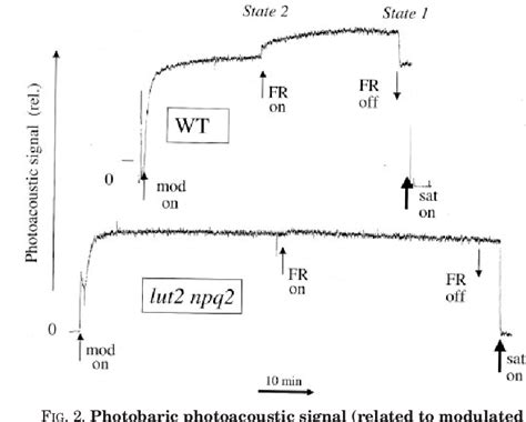 Figure 2 From The Effect Of Zeaxanthin As The Only Xanthophyll On The
