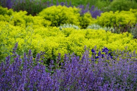 Varieties Of Catnip Plants