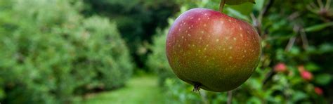Southern Appalachian Apples Nc State Extension