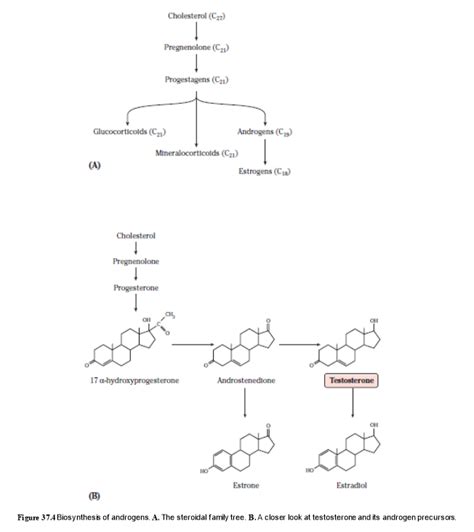Structure Of The Male Reproductive System