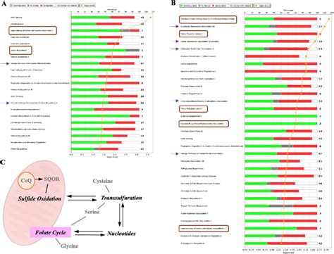CoQ Supplementation Induces Changes In Pathways That Are Direct Or Download Scientific