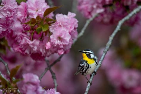 Yellow Throated Warbler In Cherry Blossoms — Ray Hennessy Wildlife