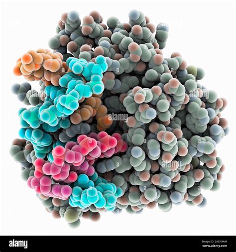 Endonuclease Iv Molecule Molecular Model Of The Endonuclease Iv