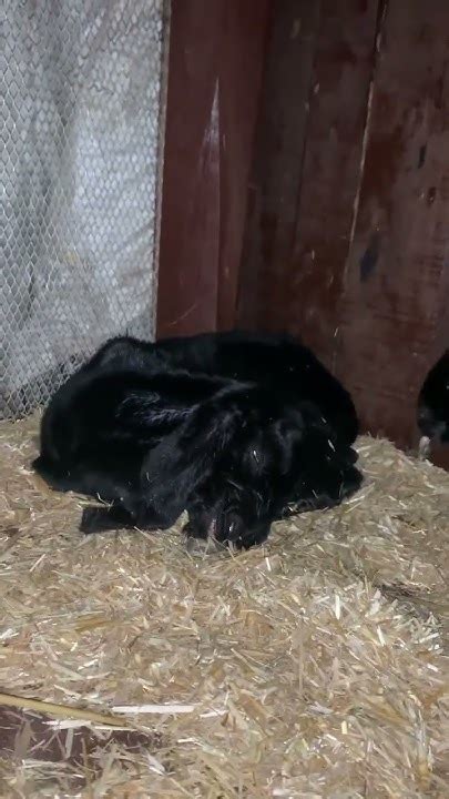 Farming Farmanimals Animalcharacters Goat Farmanimalct Cartoon