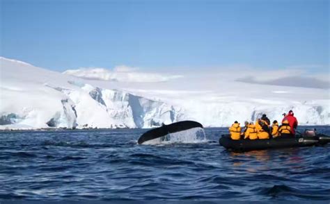 什么时候去南极最合适？南极旅行最佳季节对比！冰雪奇遇等你来 南极博士