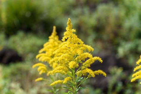 Growing Goldenrod How To Grow And Care For Solidago Plants Garden