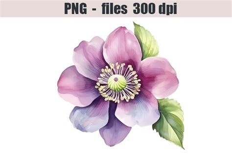 Hellebore Flower Watercolor Clipart Illustration Par 3dream · Creative