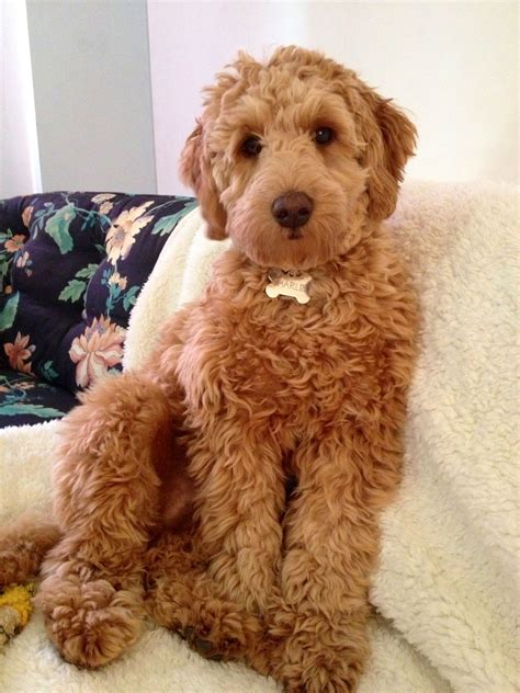 25 Goldendoodle Grooming Ideas Brown Fluffy Puppy