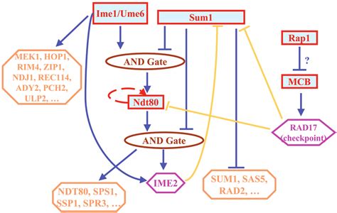 Regulatory Networks In The Yeast Sporulation All Blue Links Are Based