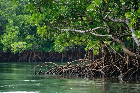 The Mangrove Holdings