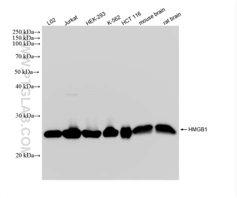 Hmgb1 Antibody 82973 1 Rr Proteintech