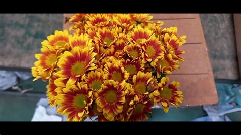 미쉘소국 생화 꽃집 꽃집창업 꽃값 온라인꽃시장 온라인꽃도매 인터넷꽃시장 인터넷꽃도매 서울꽃시장 꽃농장 꽃배송 생화배송 생화도매 생화택배 꽃배달 생화배달 생화주문 생화부케