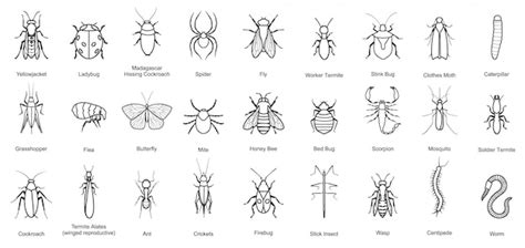 Premium Vector Bug Of Insect Line Set Icon Illustration Insect Beetle Isolated Line Icon Bug