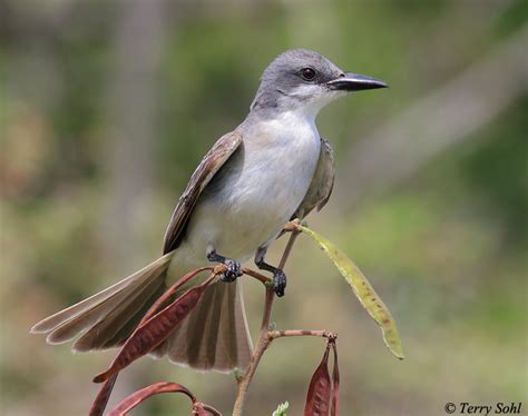 Gray Kingbird Species Information And Photos