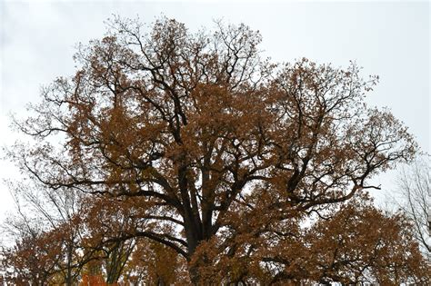 Tree Feature Reep Green Solutions