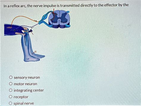 In A Reflex Arc The Nerve Impulse Is Transmitted Directly To The Effector By The O Sensory