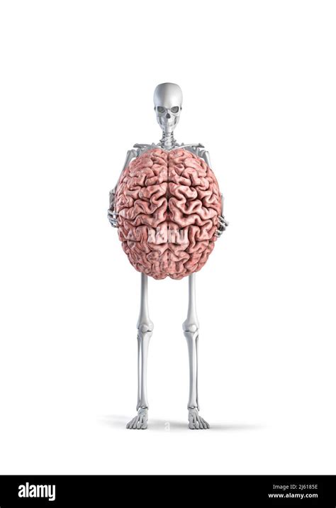 Skeleton With Brain 3d Illustration Of Male Human Skeleton Figure