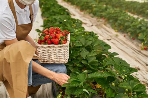 The Essentials Of Strawberry Fertilizer Maximizing Berry Yield And Quality Yarafert