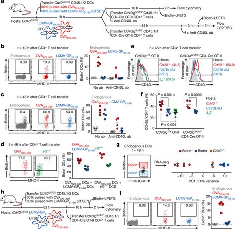 Different Modalities Of The Cd40cd40l Interaction Between Cd4⁺ T Cells