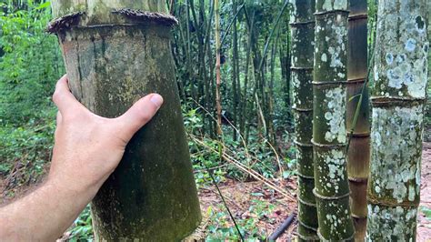 Dendrocalamus Asper In Thailand Bambu Batu