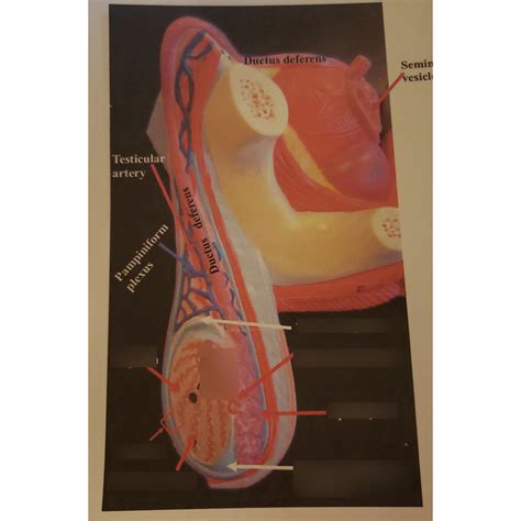 Lab 2 Part 2 Diagram Quizlet Lab 2 Part 2 Diagram Quizlet