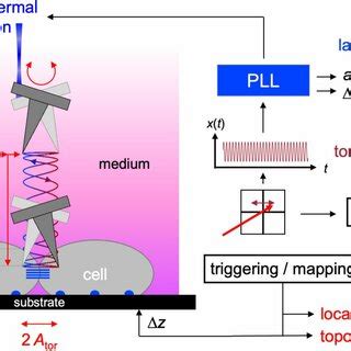 PDF Probing Local Lateral Forces Of Focal Adhesions And Cell Cell Junctions Of Living Cells By