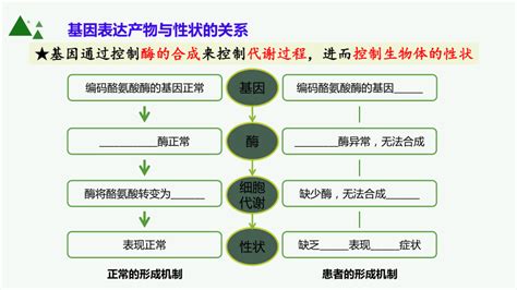 4 2 基因表达与性状的关系 课件（39张ppt） 高一生物（人教版2019必修2） 21世纪教育网