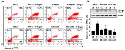 6 Shogaol Induced Apoptosis Of Scc4 Cells Is Mediated By Erk12 And P38 Download Scientific 6 Shogaol Induced Apoptosis Of Scc4 Cells Is Mediated By Erk12 And P38 Download Scientific