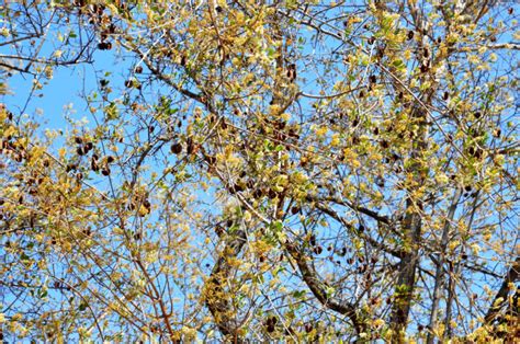 Combretum Hereroense Tree Sa