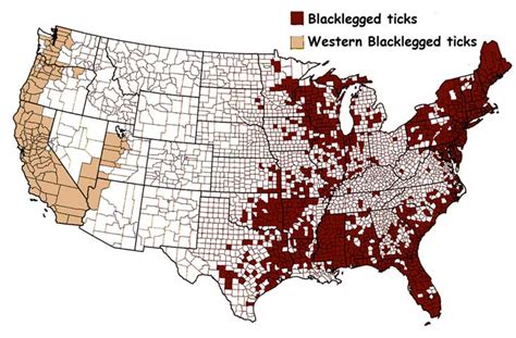 Nsf Eid Lyme Disease Gradient Project
