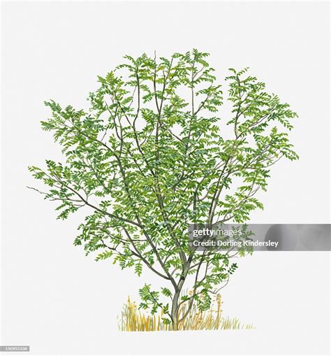 Illustration Showing Shape Of Zanthoxylum Piperitum Tree Bearing Green