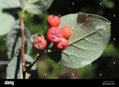 Cotoneaster Nebrodensis Cotoneaster Tomentosus Rosaceae Wild Plant