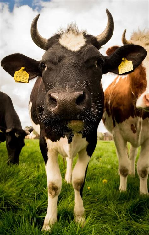 Cow Calf Pasture Agriculture Beef Nature Cute Cattle Summer