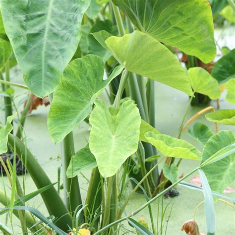 Soniya S Joshy Posted On Linkedin