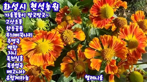 화성시 현석농원 가을마당에 이쁜이들향등골풀추명국헬레니움무늬뻐꾹나리백합고산초롱목천일홍목송엽국지니베고니아유럽제라늄아젤리아바이올렛겹클레마티스