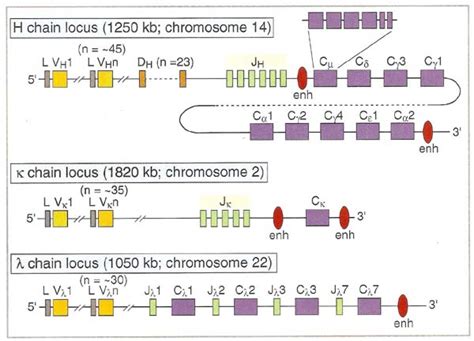 Genes Immunoglobulin Genes Ig Immunoglobulin Genes