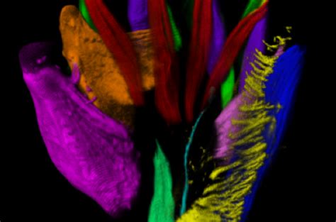 New 3d Embryo Foetal Imaging Using Immunostaining Revue Vision
