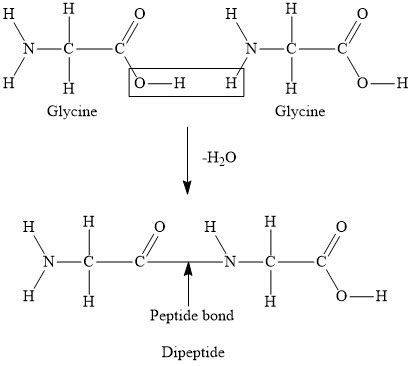 Dipeptide Diagram Carnosine Dipeptide Molecule It Is Anticonvulsant