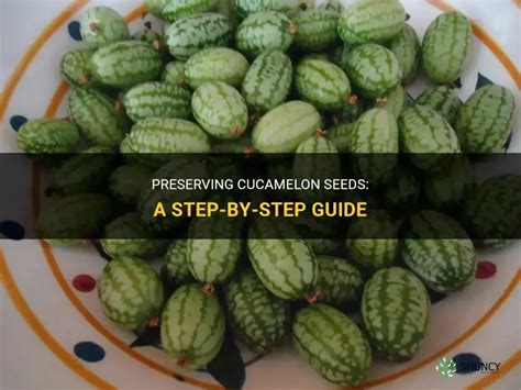 How To Save Cucamelon Seeds For Future Planting Shuncy