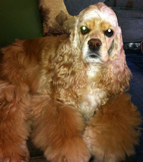 Пин от пользователя Rebecca Craig на доске Cocker Spaniels Спаниель