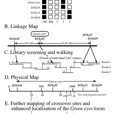 8 The Different Steps Of Positional Cloning Pastel 00566401 Version Download Scientific