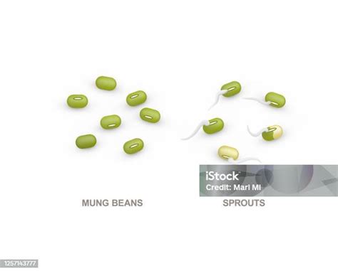 현실적인 녹두와 콩나물의 세트 흰색 배경에 격리된 벡터 그림 녹두에 대한 스톡 벡터 아트 및 기타 이미지 녹두 개념 개체 그룹 Istock