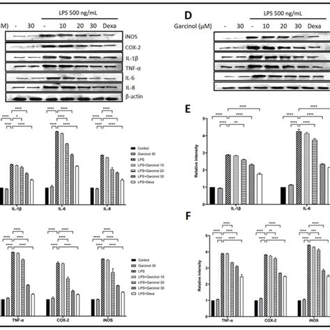 Effects Of Garcinol 10 20 And 30 µm On The Protein Expression Level