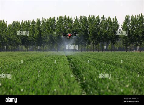 Farmers Use Plant Protection Uavs To Spray Pesticides On Wheat North